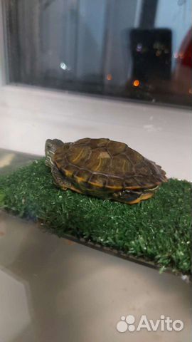 Маленькая Красноухая черепаха