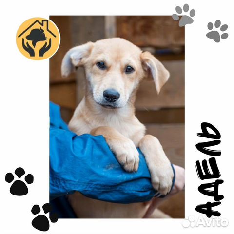 Малышка Адель ищет дом