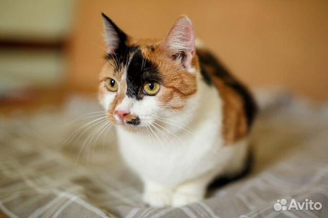 Трехцветная кошечка Голди на счастье