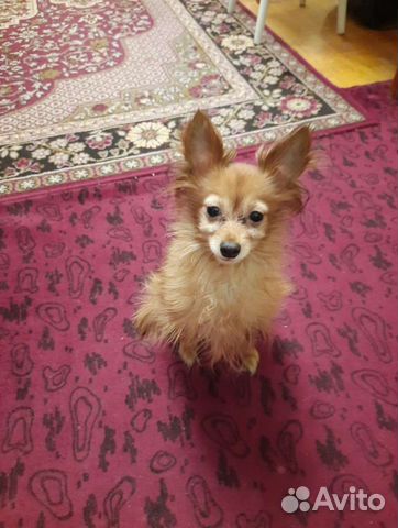 Той-терьер в добрые руки