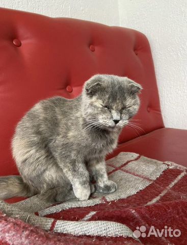 Шотландская