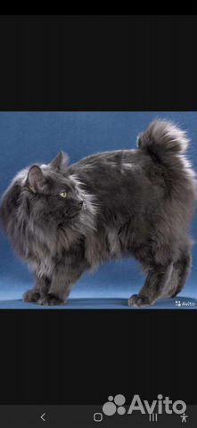 Фабрика курильских бобтейлов