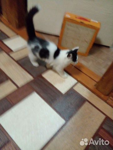 Ласковый пушистый красивый котенок в добрые руки