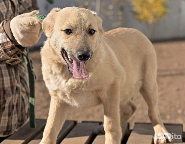 Щенок Боцман 4 месяца