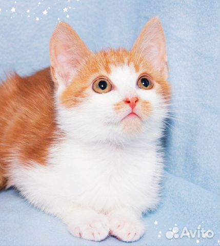 Котенок мальчик в добрые руки