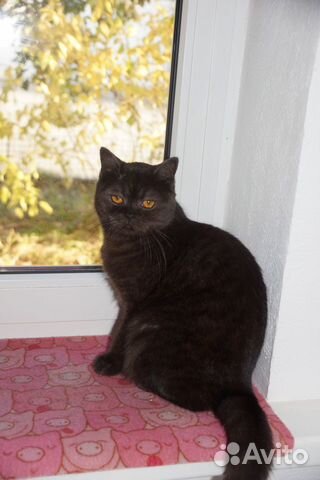 Кошка породы скоттиш страйт