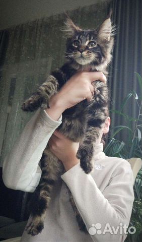 Бомбический красавчик