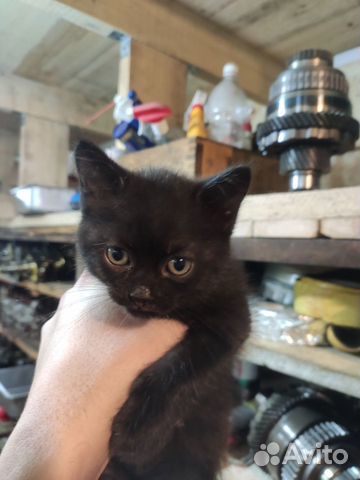 Котенок ищет хозяина