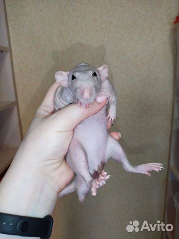 Крыса сфинкс