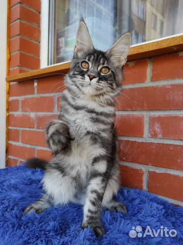 Очень крупная серебряная девчонка