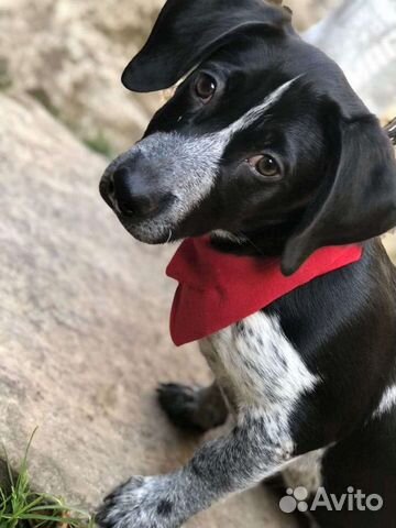 Ищет хозяина щенок