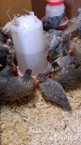 Цыплята Легбар