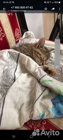 Котенок
