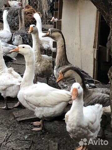 Гусь и гуски молодые4-5 месяцев, семья 2гуски и 1