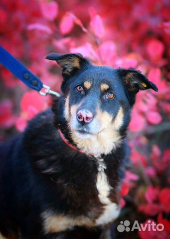 Чернушка в добрые руки