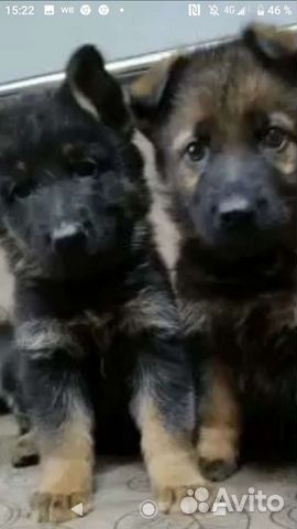 Немецкая овчарка