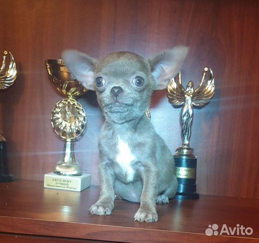 Девочки Чихуахуа