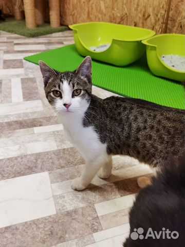 Возьмите малыша Лютика домой