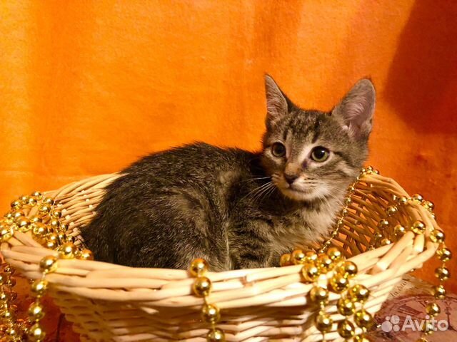 Котенок 2,5 месяца