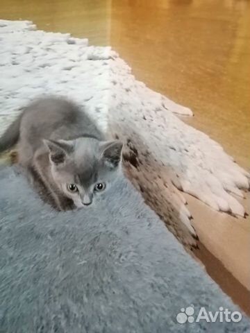 Кошка