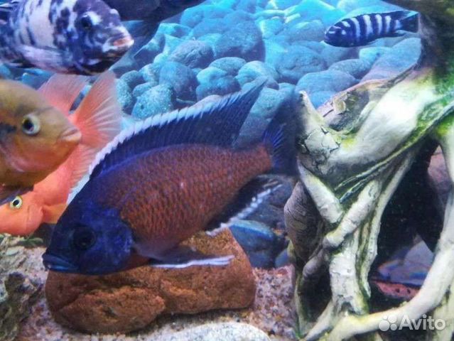 Рыба Каданго