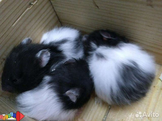 Хомяки ангорские - сирийские - джунгарские