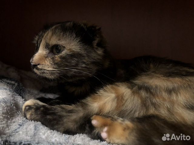 Отдам в хорошие руки котенка