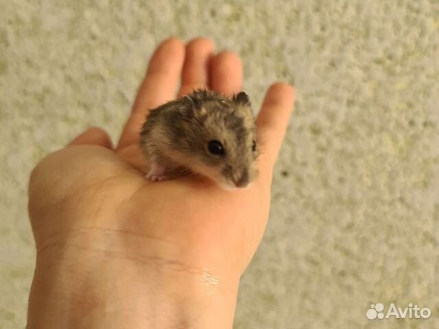 Джунгарские хомячки