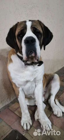 Случка собак