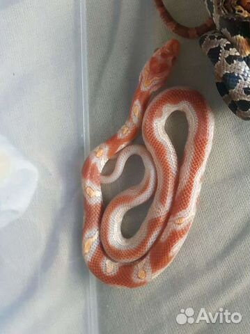 Маисовый полоз, самка