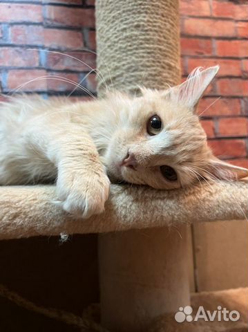 Котнок Дюшес 6 мес