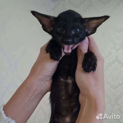 Ориентальные котята