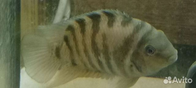 Цихлозама чернополосая