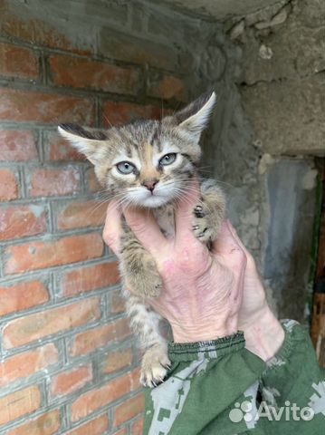 Совсем маленький "рысёнок" ищет дом