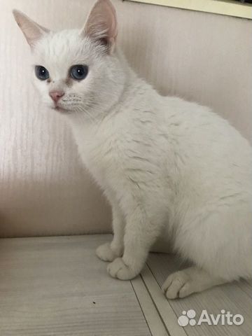 Шанс для Белой Плюшевой кошечки обрести дом