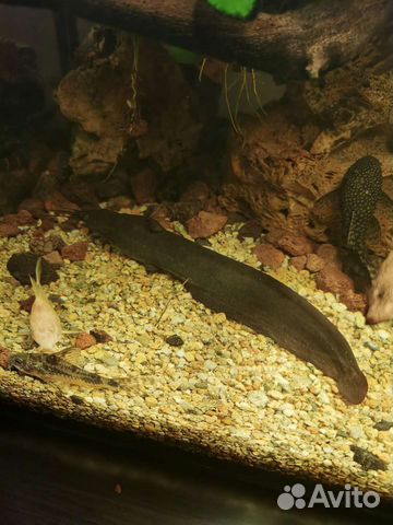 Мешкожаберный сом