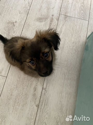 Собака шпиц той терьер