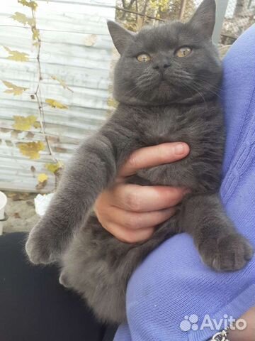 Кошка в дар