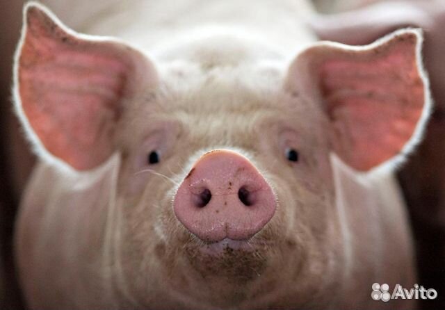 Свиньи живым весом