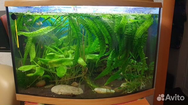 Аквариум Aquael 75 литров + оборудование и рыбки