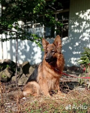 Немецкая овчарка длинношерстная