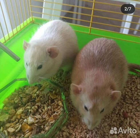 Две крысы самцы
