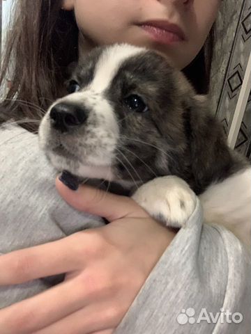 Ищут дом щенята-коротколапики