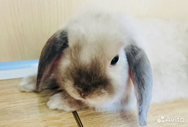 Кролик вислоухий девочка 8 мес