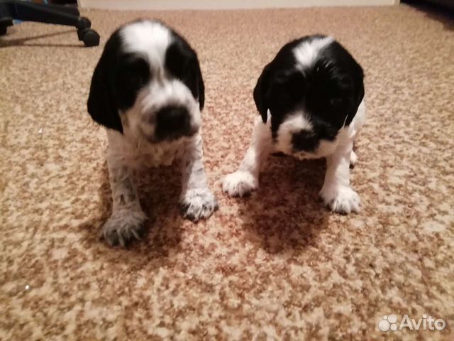 Щенки русского спаниеля