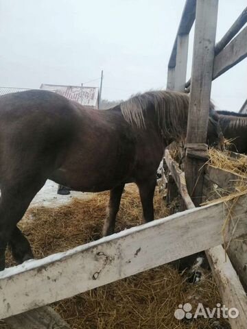 Лошади, крс