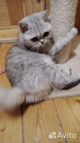 Взрослая кошечка в добрые руки