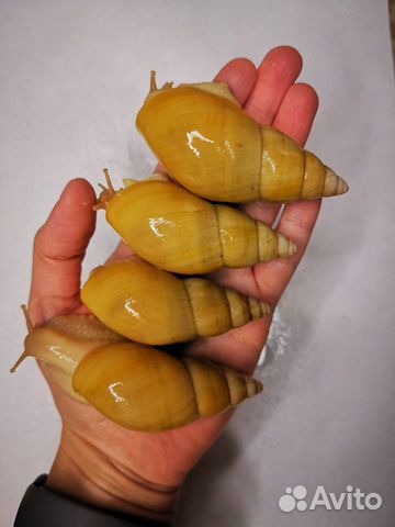 Улитки ахатины ирадели альбино шел и занзибарика