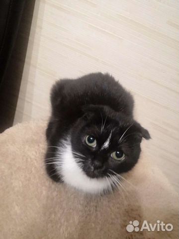 Кошечка кроха (карлик) вислоушка метисочка