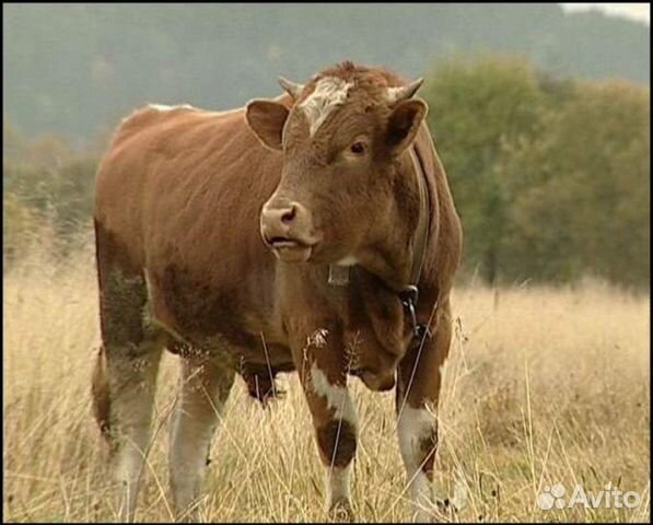 Продам быков и телок